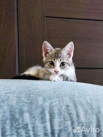Кошка котенок