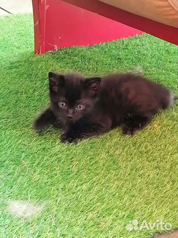 Кошка в дар бесплатно