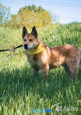 Невероятной красоты пёс