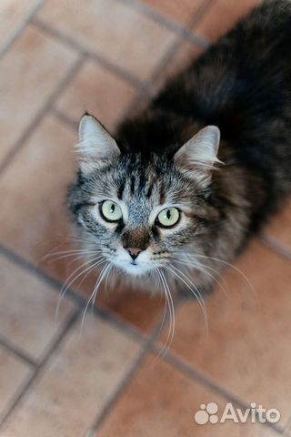 Кошка в дар