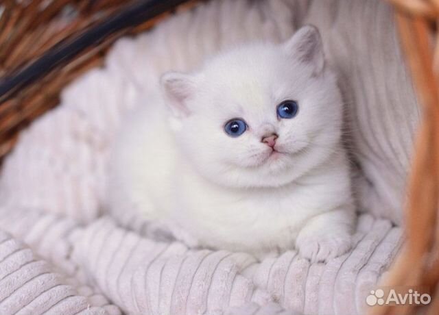 Котята в песцовых шубках