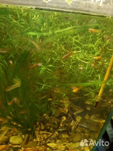 Аквариумное растение и рыбы гуппи