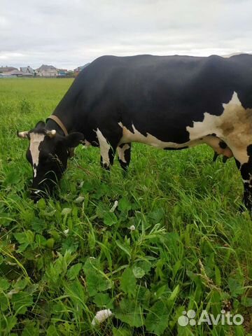 Корова дойная