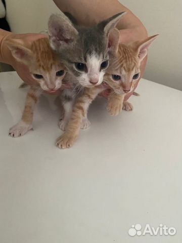 Котята сфинкс браш