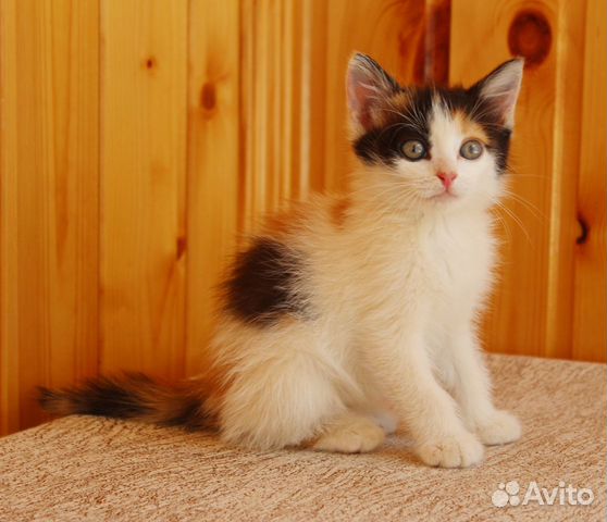 Котенок Злата ищет дом