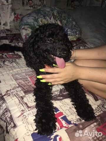 Продам Пуделя