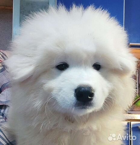 Самоеды готовы к переезду