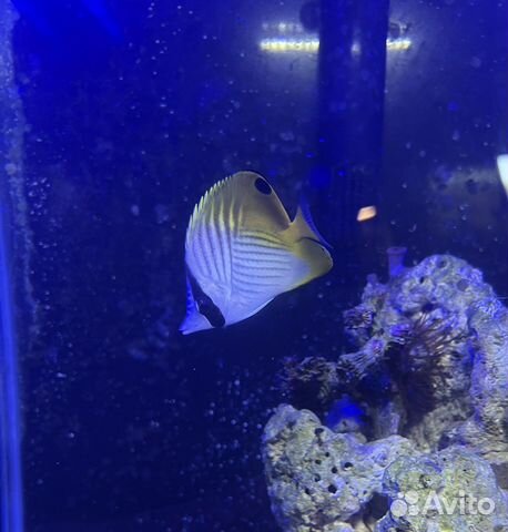 Морская рыбка бабочка Аурига