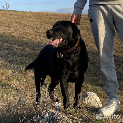 Лабрадор (мальчик) вязка