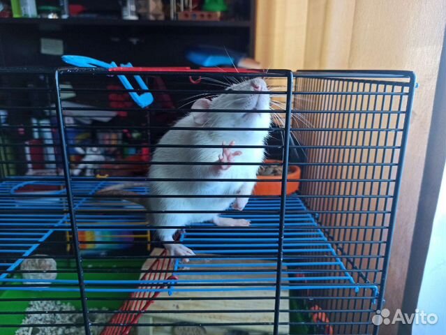 2 крысы мальчики 2 года