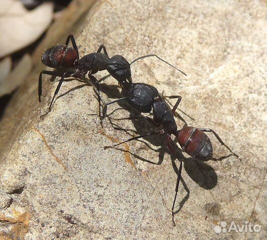 Муравьи Camponotus cruentatus (Африканские муравьи