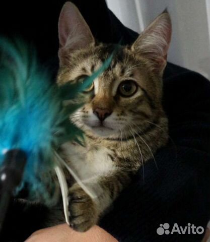 Обаятельный котенок Тигра, 5 месяцев