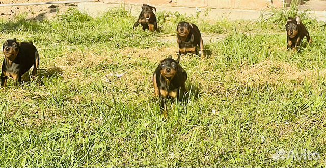 Щенки миниатюрного (карликового) пинчера