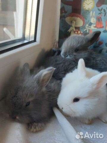 Декоративные карликовые кролики