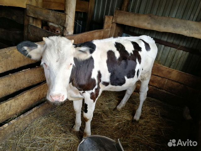 Телёнок тёлочка