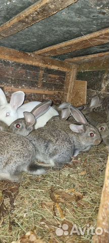 Крольчата великаны