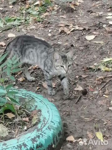 Чей котик потерялся