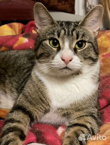 Очень ласковый харизматичный Чарли 2 года ищет дом