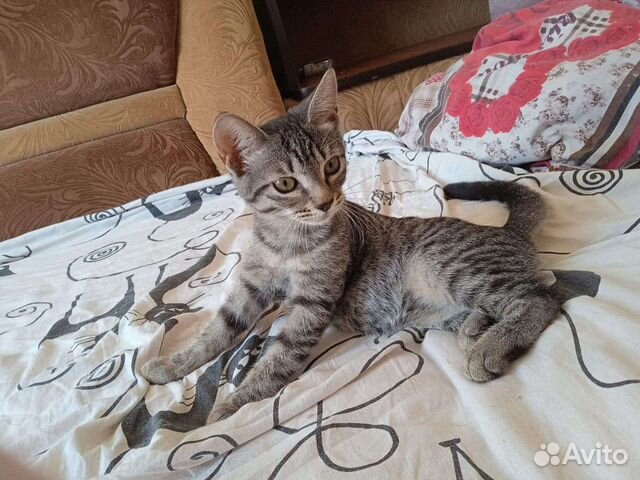 Ласковый котенок в добрые руки