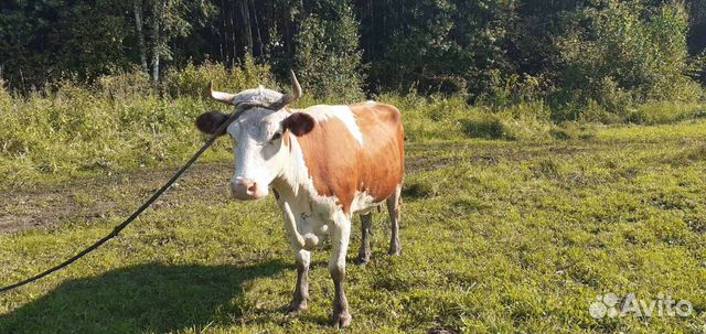 Корова дойная