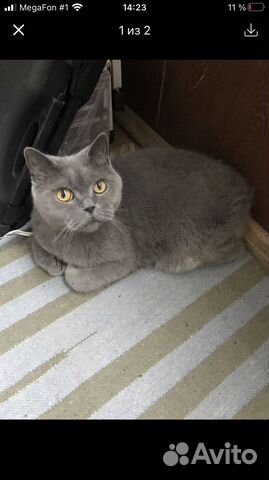 Кот фенотип британца