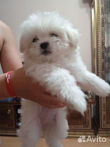 Болонки мальтезе девочка