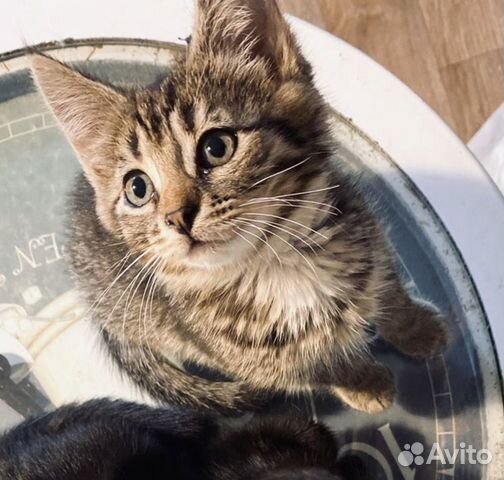 Полосатый котенок «тигренок» Кузя 2 месяца в дар