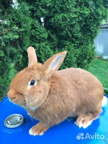 Бургундские кролики