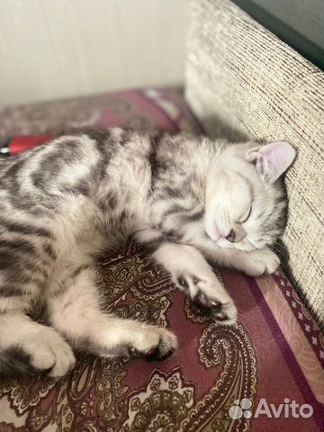 Шотландская кошка