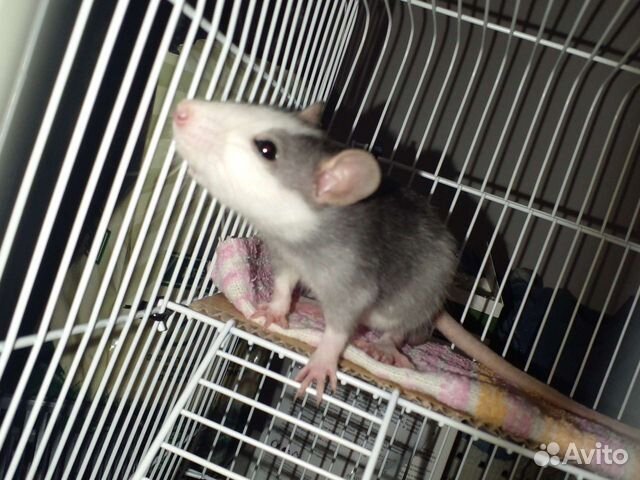 Крыса дамбо мальчик 5 месяцев