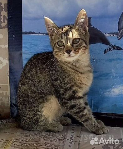 Котенок девочка