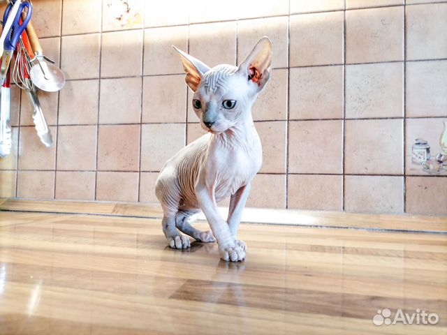Котенок сфинкс (канадский), девочка, 2 месяца