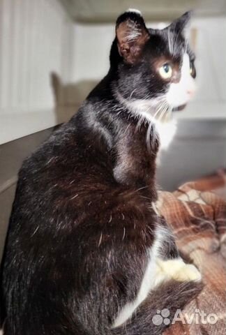 Кошка Марта