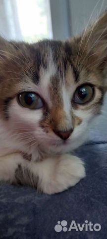 Котята (девочка трехшерстная, мальчик черно-белый)