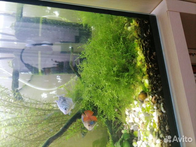 Аквариумные мох