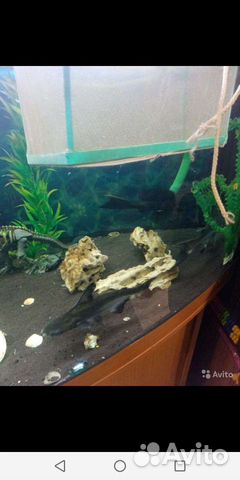 Акулий сом 2 особи