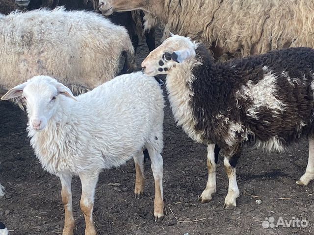 Ягнята, овцы