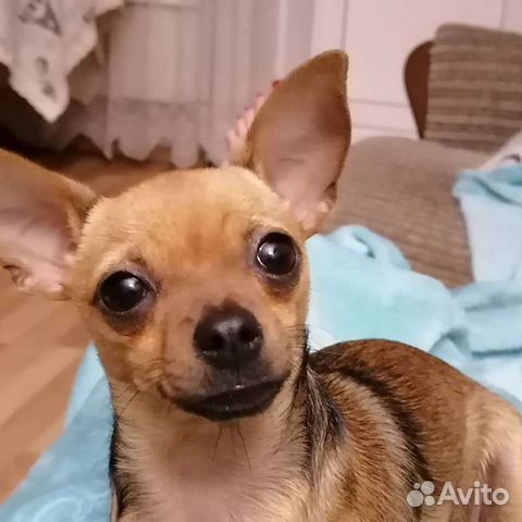 Продам той терьера