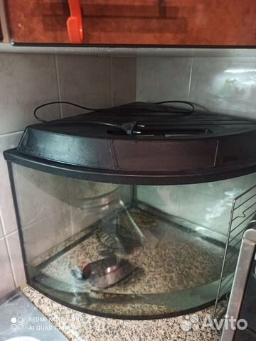 Отдам черепах с аквариумом бесплатно