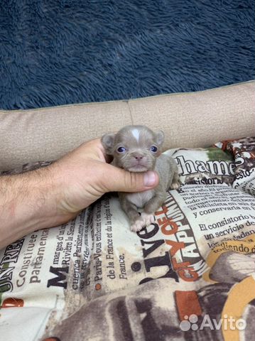 Микро лиловый мальчик чихуахуа