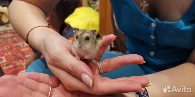 Джунгарский хомяк