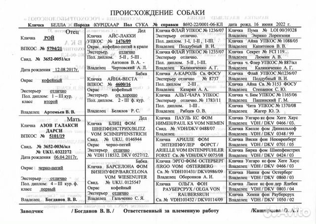 Продажа щенков курцхаар