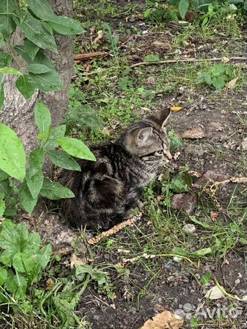Маленький котик