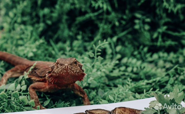 Бородатая агама