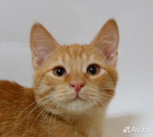 Рыжик- жизнерадостный котенок., 5 месяцев