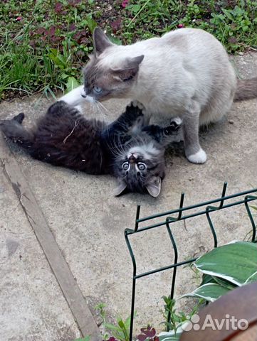 Продаётся котенок