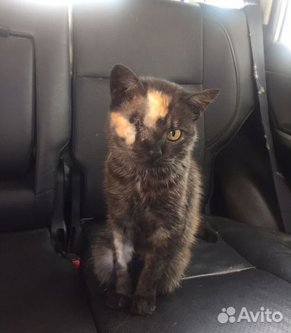 Кот Сёма без дома и без глаза