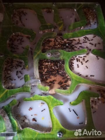 Колония муравьев