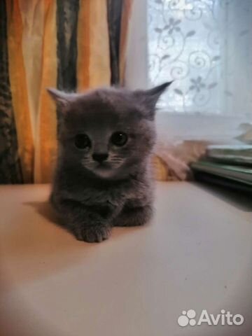 Кошки шотландцы