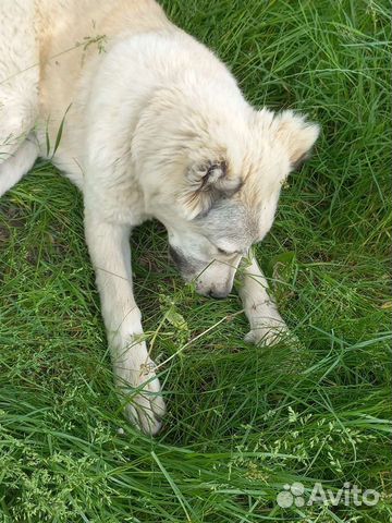 Щенок кавказской овчарки